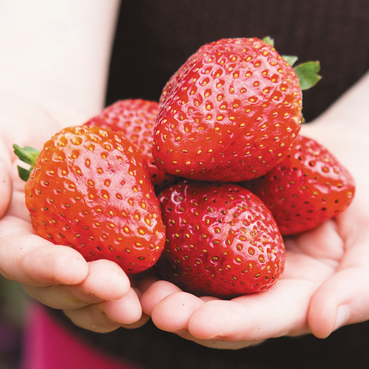 Strawberry Tioga – The Heritage Nursery