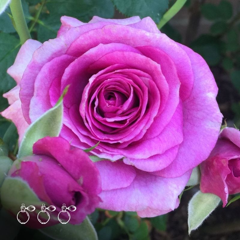 Sweet Intoxication – The Heritage Nursery