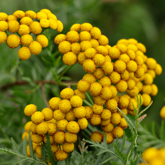Tansy – The Heritage Nursery