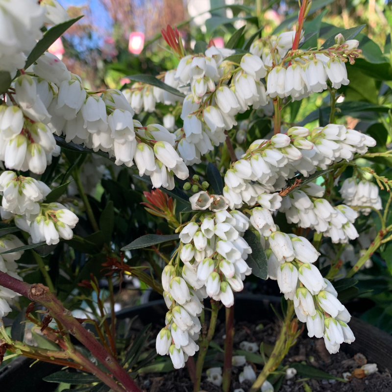 Pieris Temple Bells 25cm – The Heritage Nursery