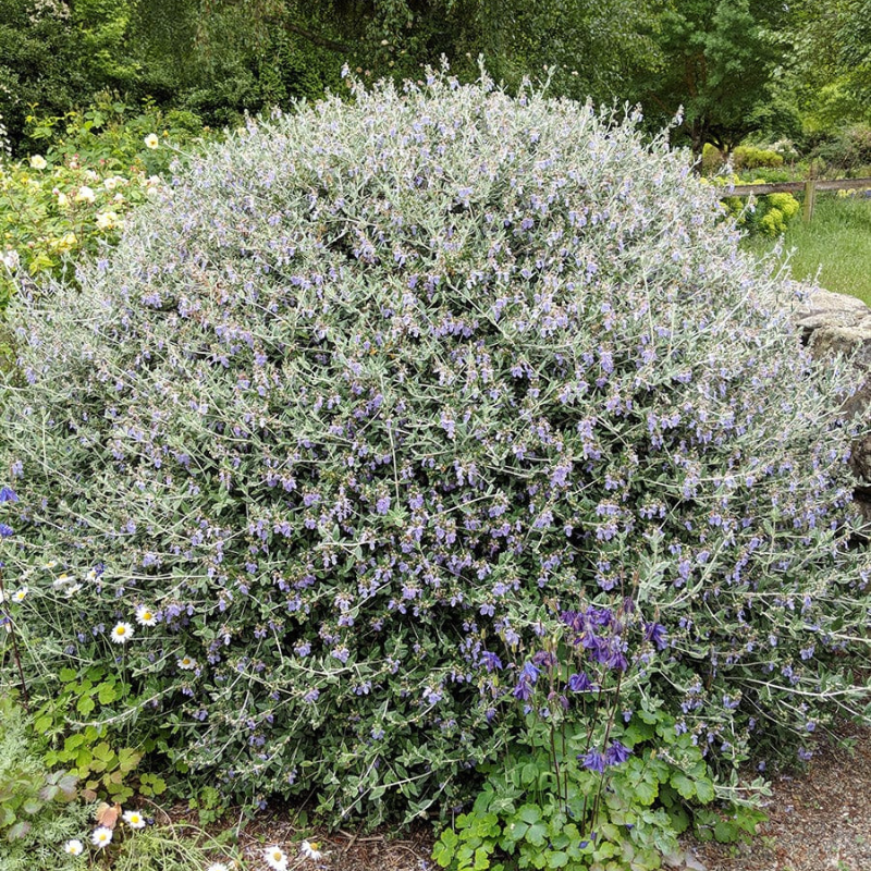 Teucrium fruticans – The Heritage Nursery