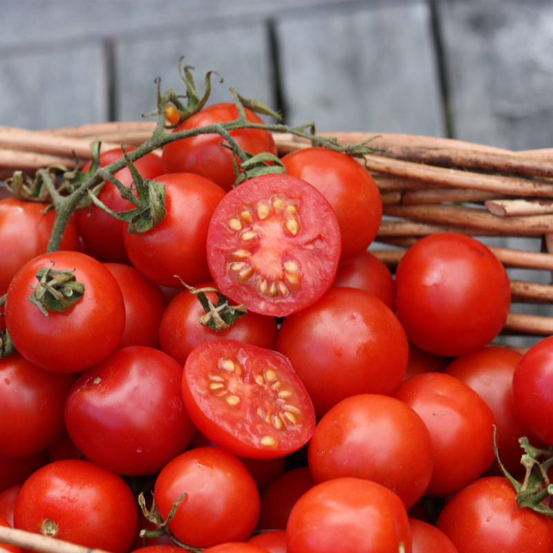 Tomato Heirloom Tommy Toe – The Heritage Nursery