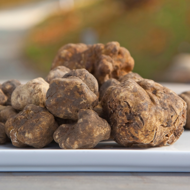 Truffle Tree – The Heritage Nursery