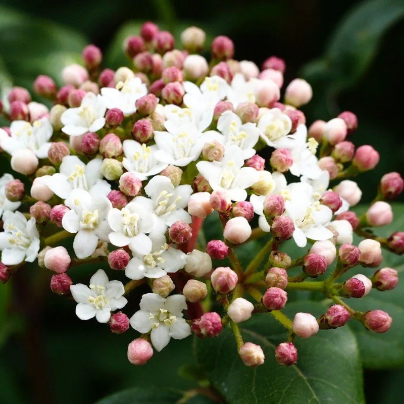 Viburnum tinus – The Heritage Nursery