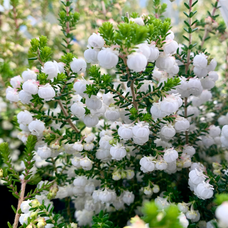 Erica White Galore 14cm – The Heritage Nursery
