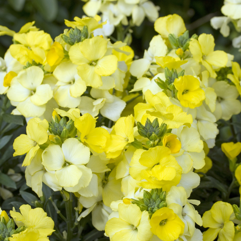 Erysimum Elite Winter Sun – The Heritage Nursery