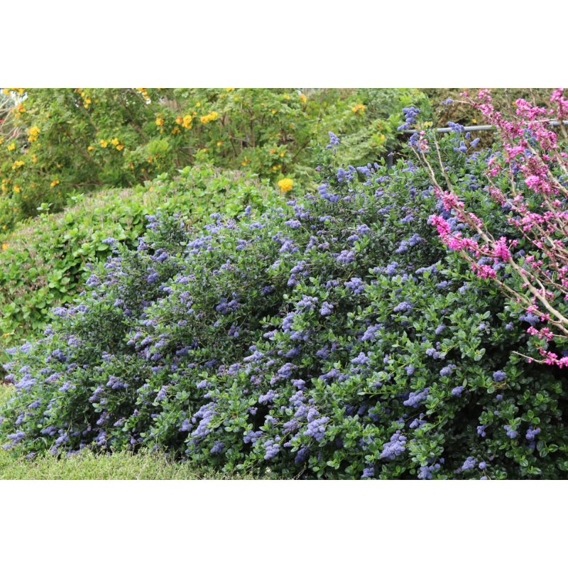 Ceanothus Yankee Point – The Heritage Nursery
