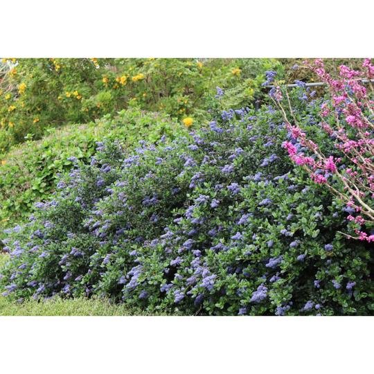 Ceanothus Yankee Point – The Heritage Nursery