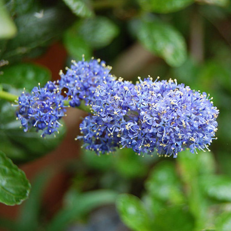Ceanothus Yankee Point – The Heritage Nursery