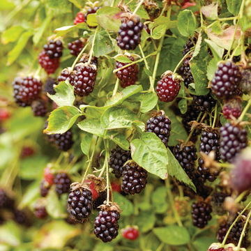 Youngberry – The Heritage Nursery