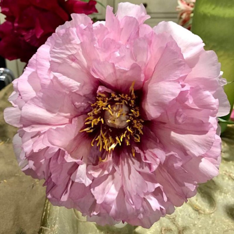 Peony Tree Zephyrus – The Heritage Nursery