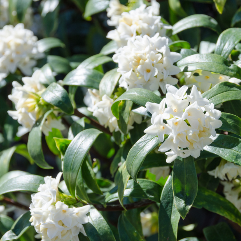 Daphne Perfume Princess White – The Heritage Nursery