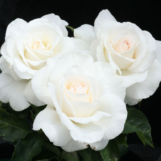 Rose Sugar Moon 25cm – The Heritage Nursery