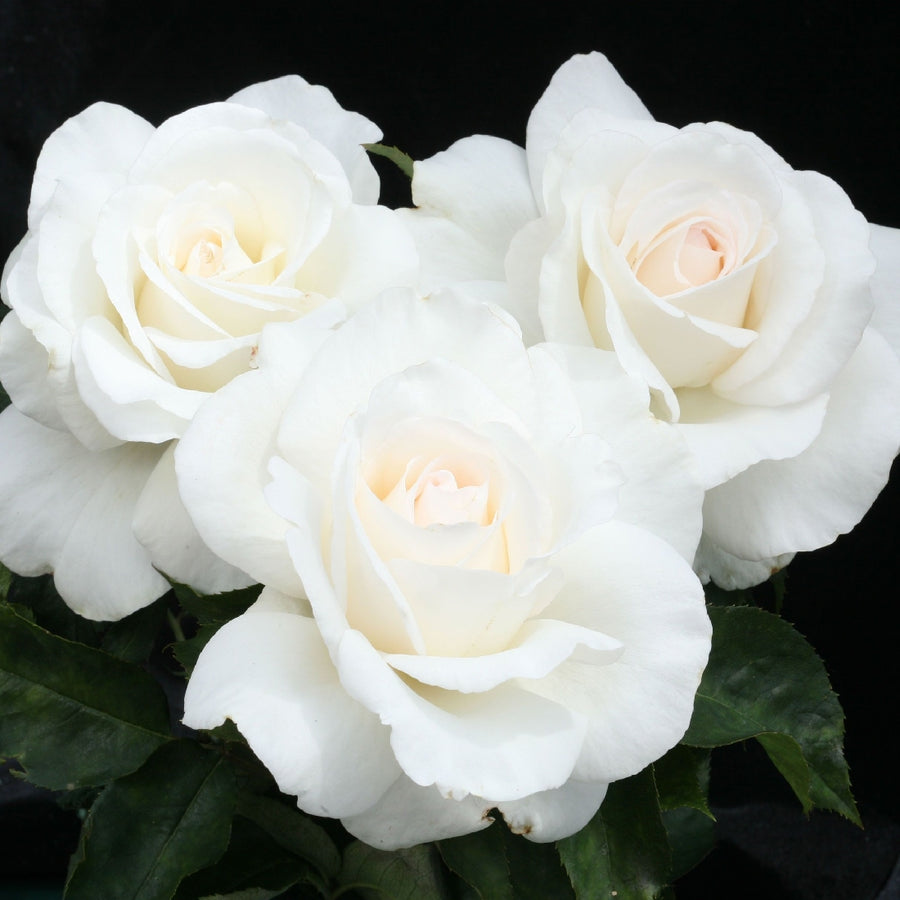 Rose Sugar Moon 25cm – The Heritage Nursery