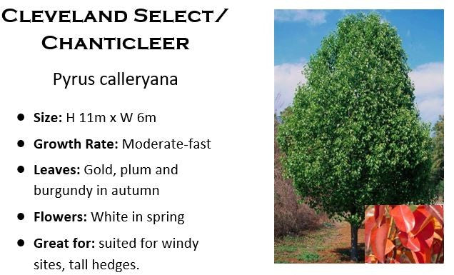Pyrus Cleveland Select 33cm – The Heritage Nursery