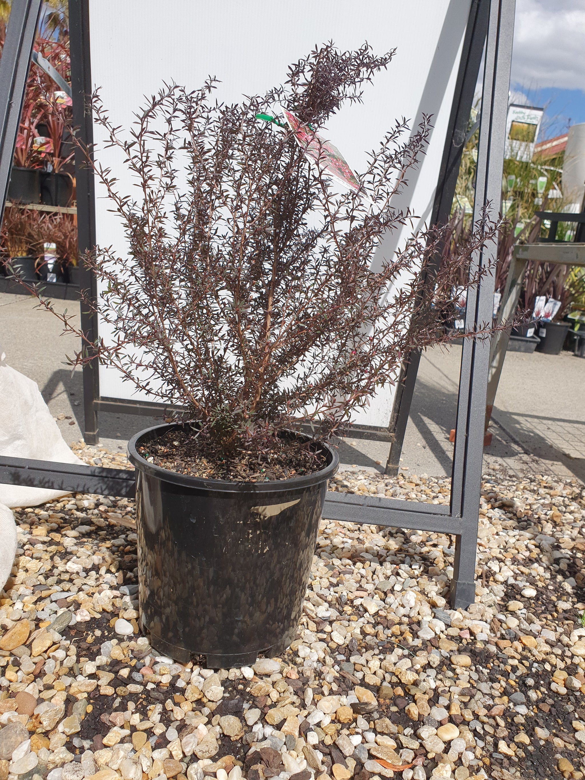 DWARF RED TEA TREE - LEPTOSPERMUM NANA RUBRUM 20CM POT – The Heritage ...