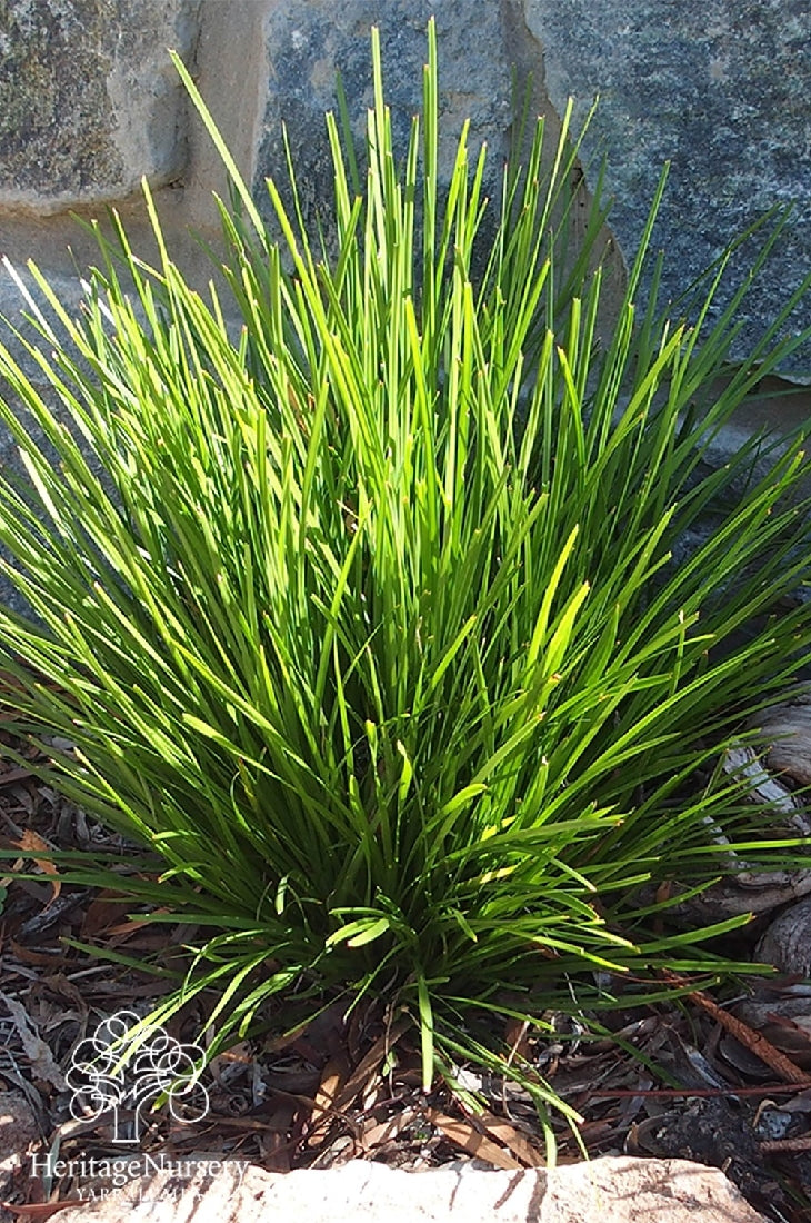 LOMANDRA LITTLE LIME 14CM POT - SMALL PLANTS. – The Heritage Nursery