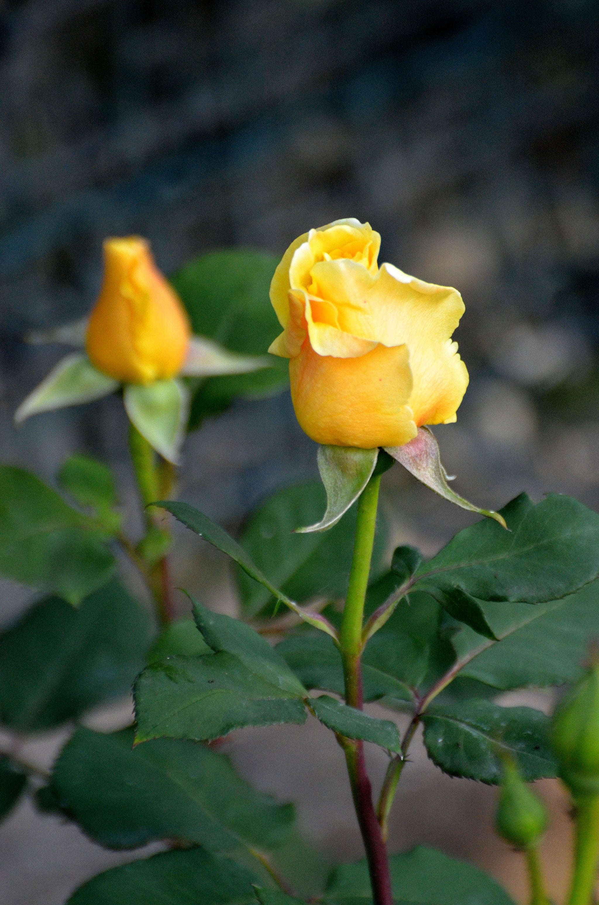 Rose Petals Flower Yellow Yellow Rose Bouquet | Faful Florist