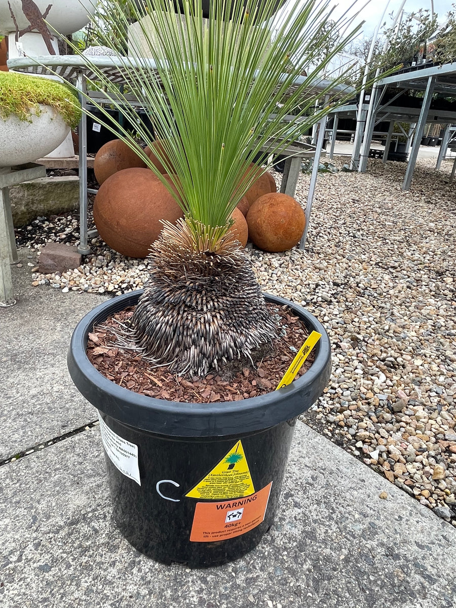 XANTHORRHOEA JOHNSONII C 11-15CM TRUNK – The Heritage Nursery
