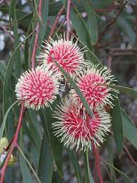 PINCUSHION HAKEA - HAKEA LAURINA 14CM POT – The Heritage Nursery