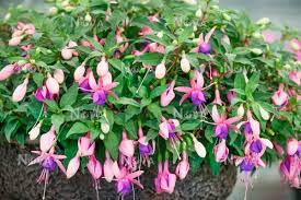 FUCHSIA ELITE MARISKA 15CM POT#N#– The Heritage Nursery