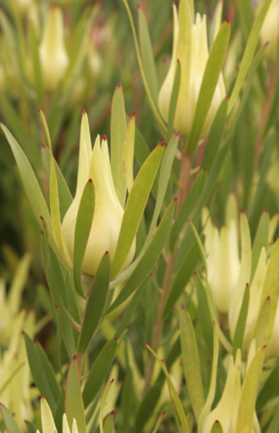 LEUCADENDRON YELLOW DEVIL 14CM – The Heritage Nursery