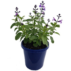 SALVIA ELITE AZURE BLUE 15CM POT – The Heritage Nursery